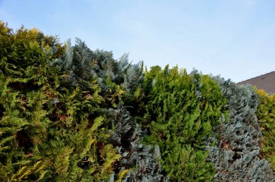 Cypress Tree Trimming Service - Local Professionals
